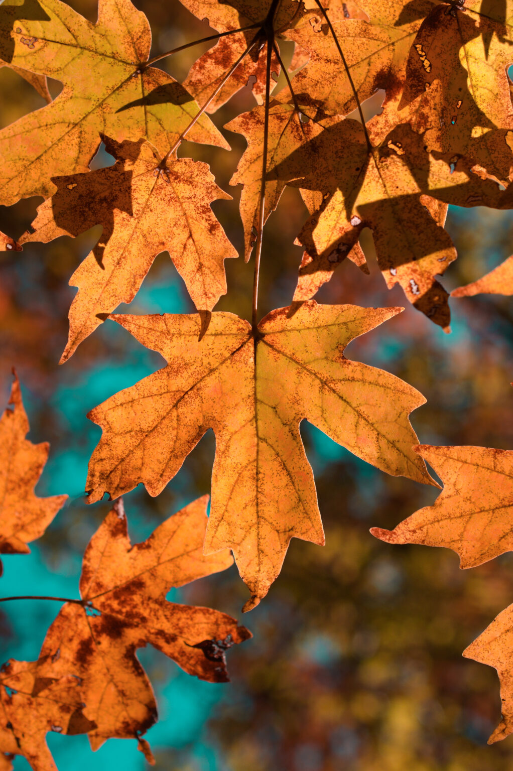 Home - Leatherstocking Hand-Split Billet Co.